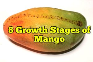 Growth Stages of Mango, Life Cycle – Rockets Garden