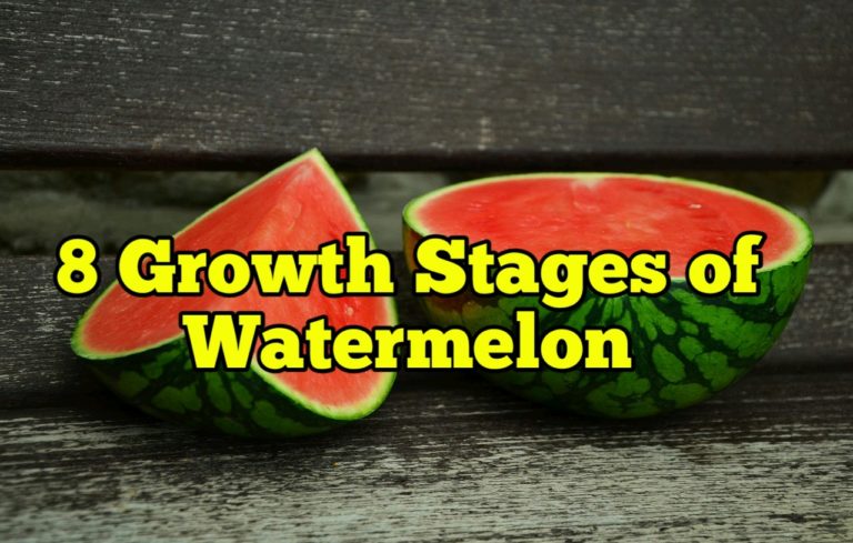8 Growth Stages of Watermelon, Life Cycle – Rockets Garden
