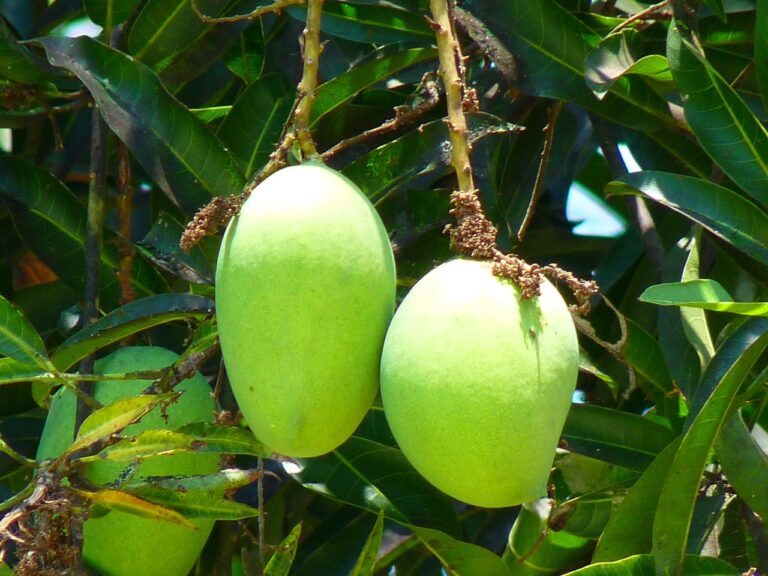 Mango Tree Growth Stages: From Seed to Maturity