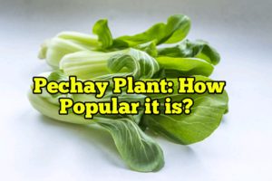 Pechay Plant: How popular it is?