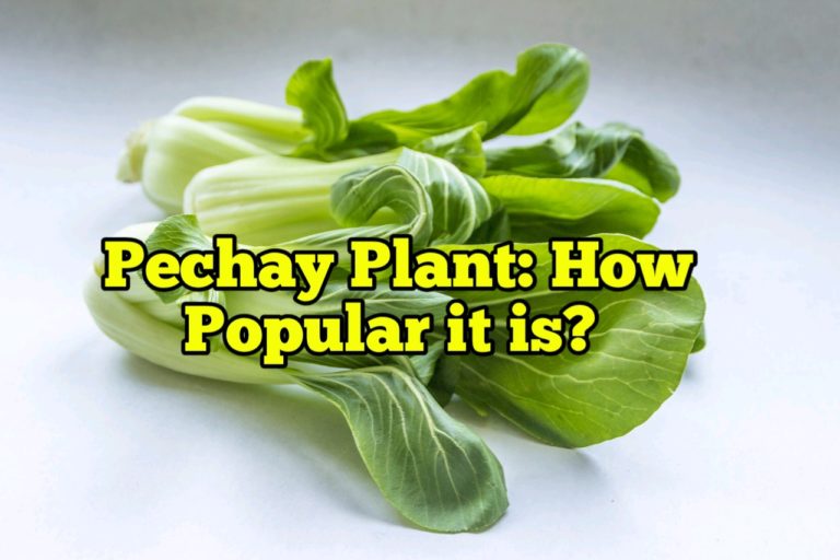 Pechay Plant: How popular it is?