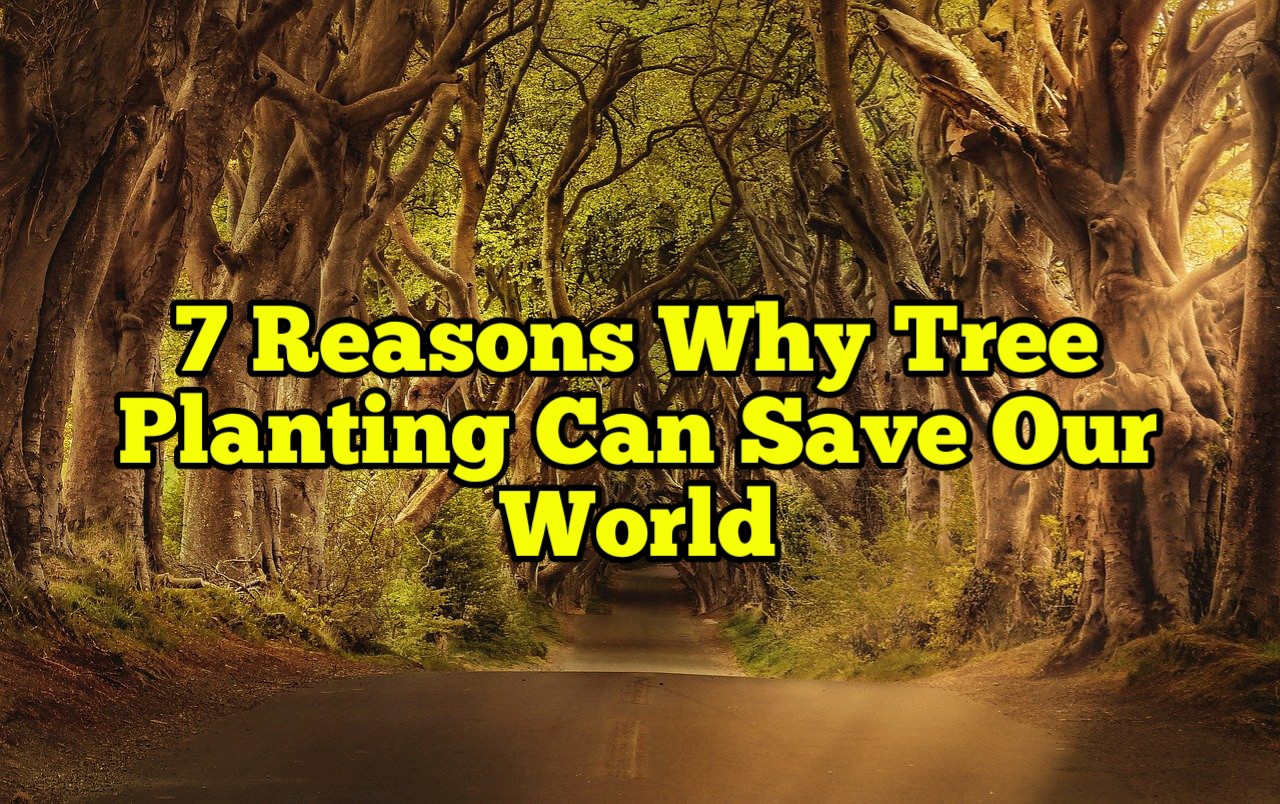 7 Reasons Why Tree Planting Can Save Our World