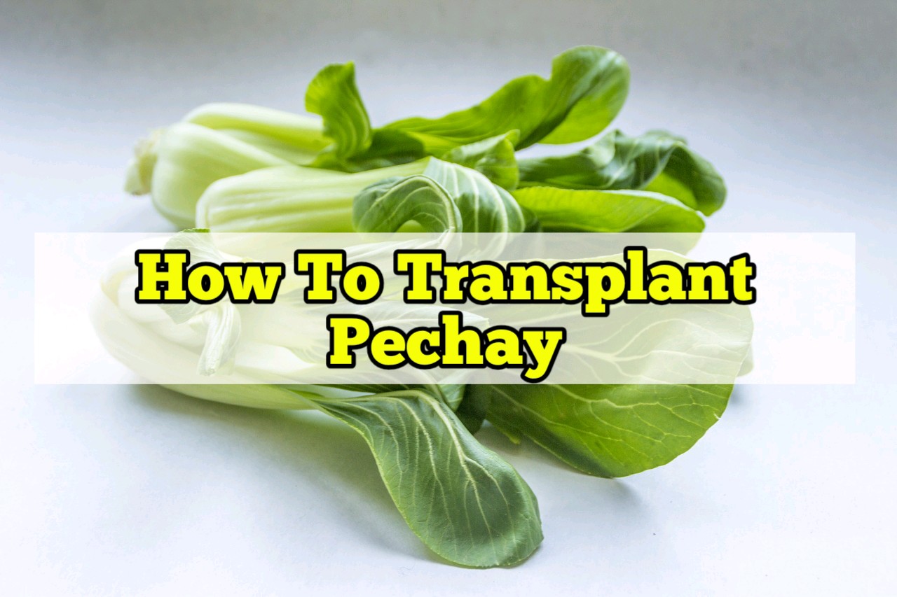 How to Transplant Pechay?