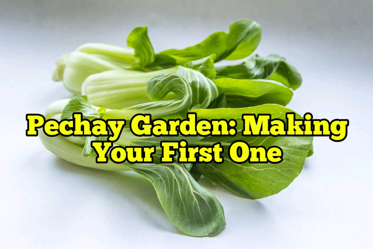 Pechay Garden: Making your first one