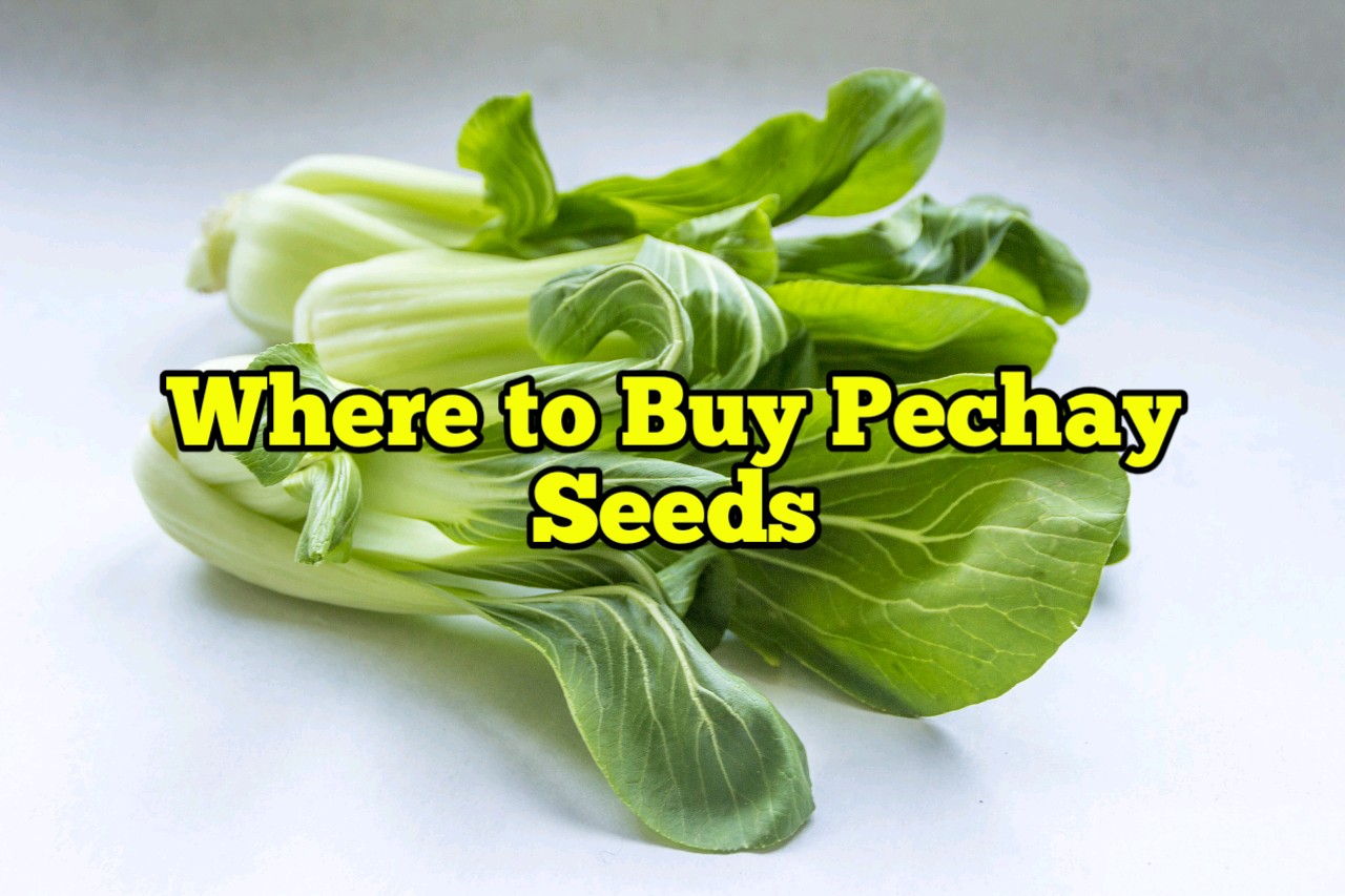 Where to Buy Pechay Seeds?