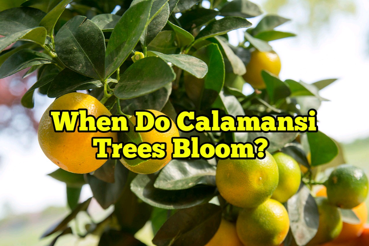 When do Calamansi Trees Bloom? - Rockets Garden