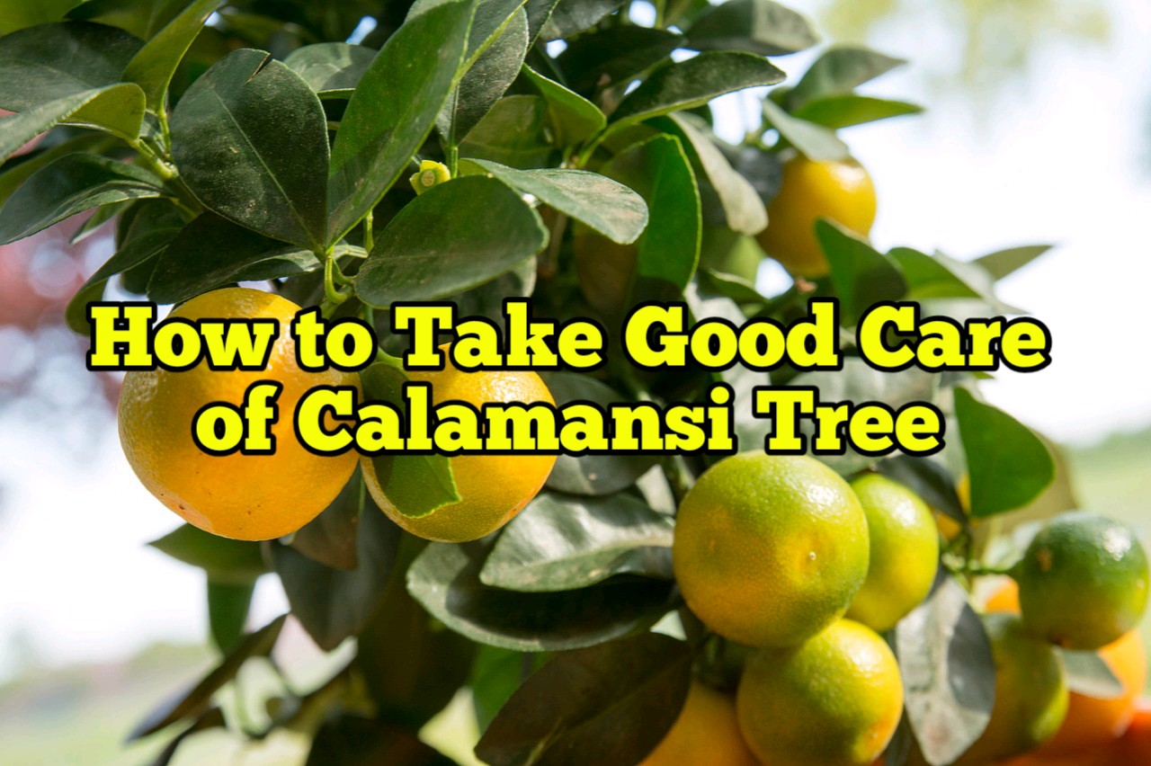 How to Take Good Care of Calamansi Tree?