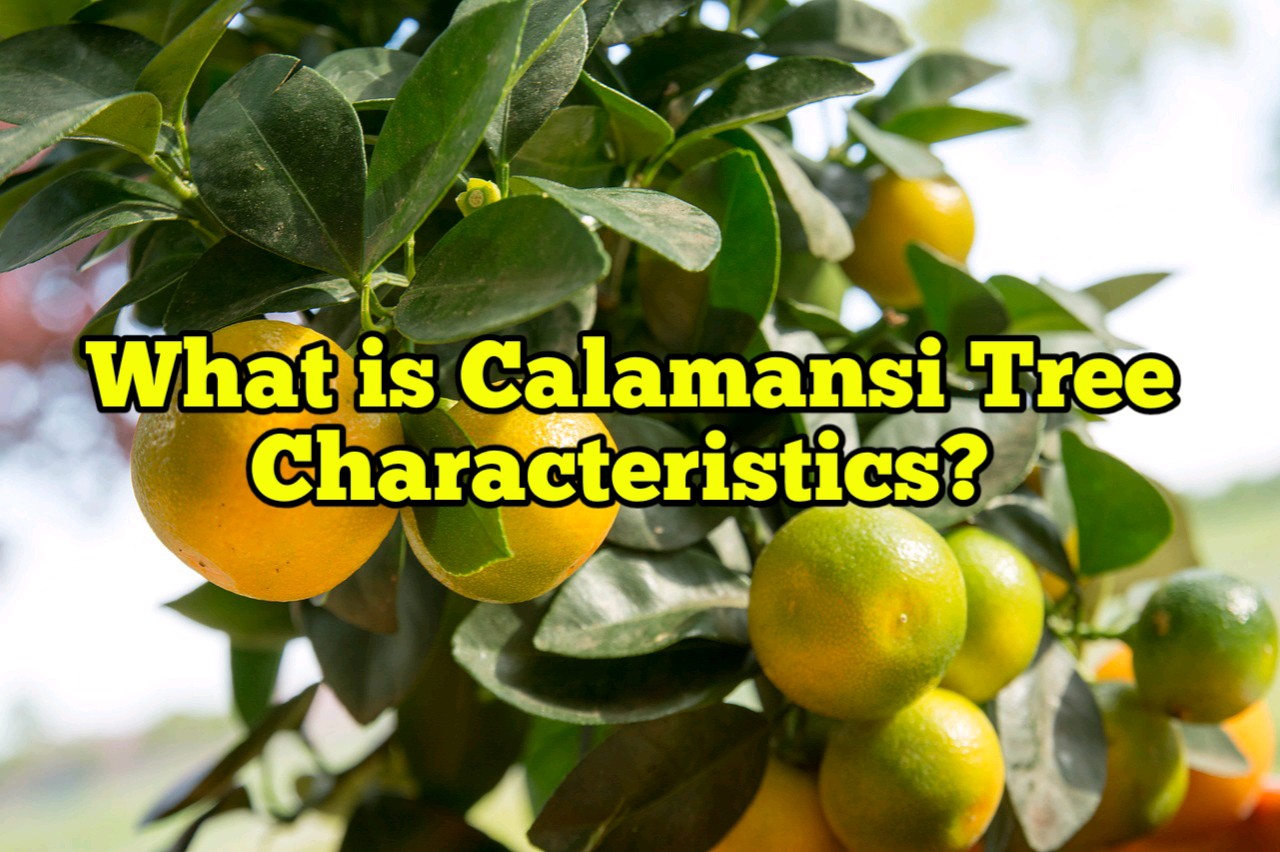 What is Calamansi Tree Characteristics?