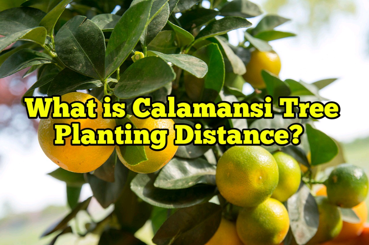 What is Calamansi Tree Planting Distance?