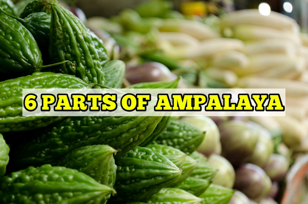 6 Parts of Ampalaya - Rockets Garden