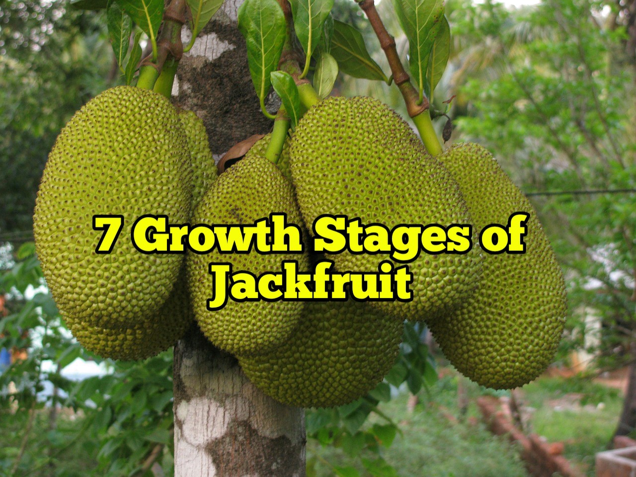 Growth Stages of Jackfruit: Understanding the Development Process ...