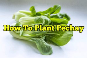 How to Plant Pechay: Step-by-Step Guide (Beginner’s Tutorial) - Rockets ...