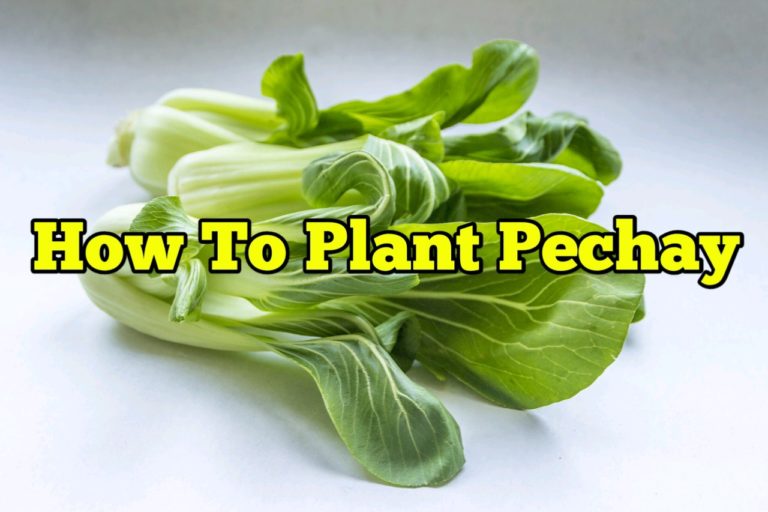 How to Plant Pechay: Step-by-Step Guide (Beginner’s Tutorial) - Rockets ...