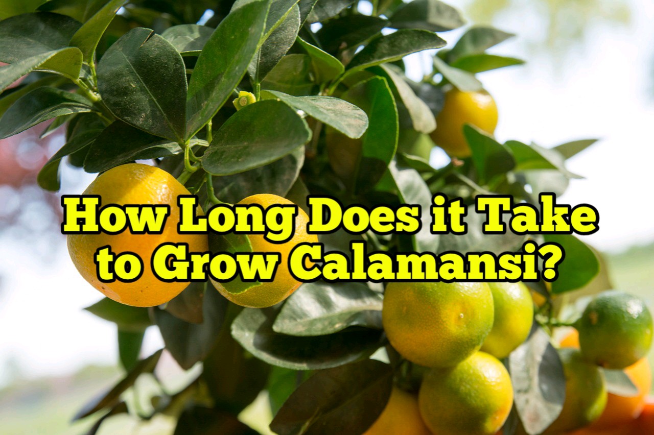 How Long Does it Take to Grow Calamansi: (Unveiling the Growth Timeline)