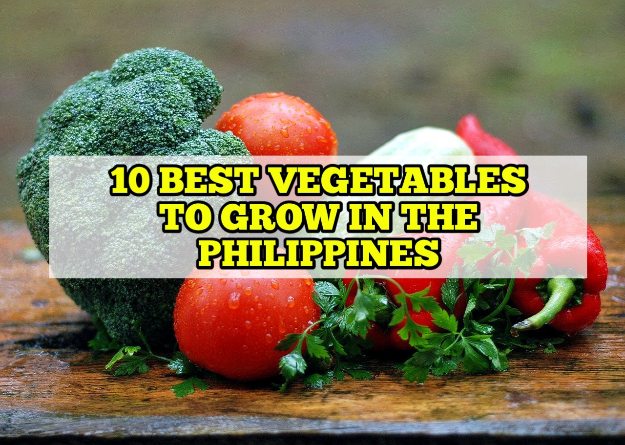 10 Best Vegetables to Grow in the Philippines (Choosing the Perfect ...