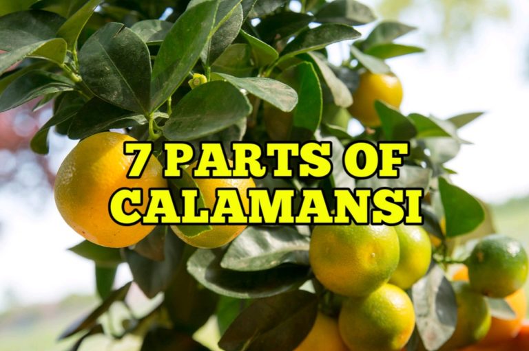 7 Parts of Calamansi