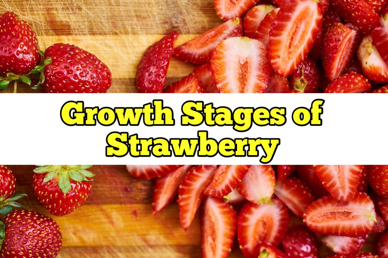 Growth Stages of Strawberry, Life Cycle – Rockets Garden
