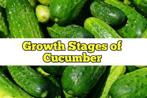 Growth Stages of Cucumber, Life Cycle – Rockets Garden