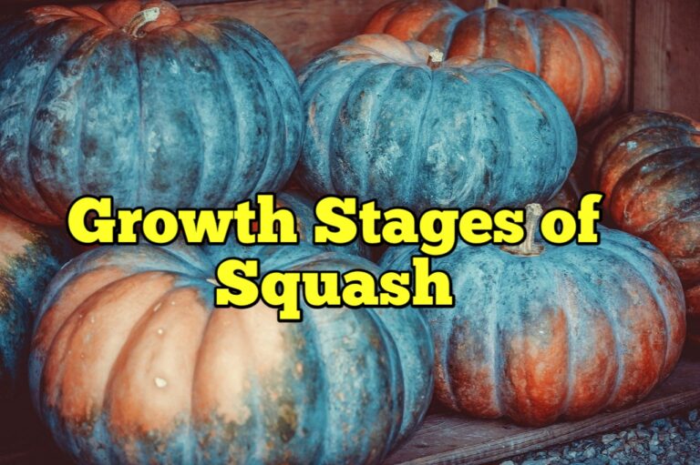 Understanding the Growth Stages of Squash: From Seed to Harvest