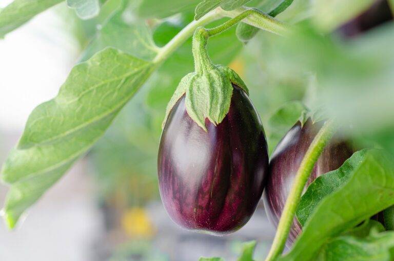 Growth Stages of Eggplant | Life Cycle From Seed to Harvest