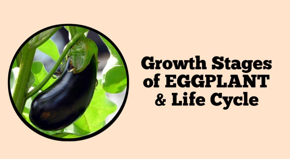 8 Growth Stages of Eggplant, Life Cycle – Rockets Garden