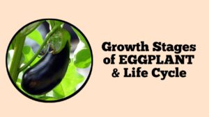 8 Growth Stages of Eggplant, Life Cycle – Rockets Garden