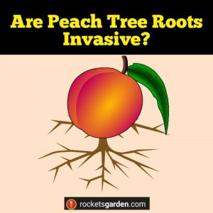 Are Peach Tree Roots Invasive? (Understanding the Impact and Management)