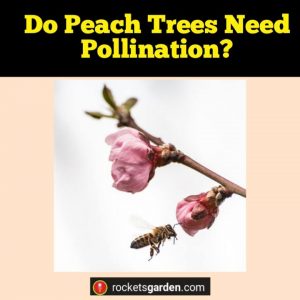 Do Peach Trees Need Pollination?