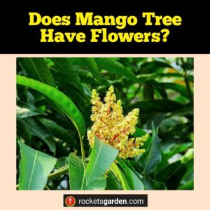 Do Mango Trees Have Flowers?