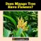 Does Mango Tree Have Flowers? – Rockets Garden