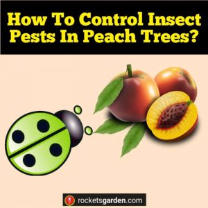 How To Control Insect Pests in Peach Trees?