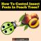 How To Control Insect Pests in Peach Trees? – Rockets Garden