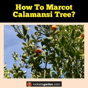 How To Marcot Calamansi Tree? (Beginner’s Guide for Optimal Growth)