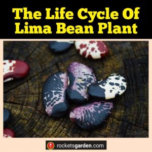 The Life Cycle Of A Lima Bean Plant