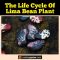The Life Cycle Of A Lima Bean Plant