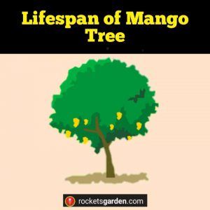 Lifespan Of Mango Tree: Understanding the Growth and Longevity
