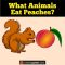 What Animals Eat Peaches?