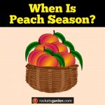 When Is Peach Season?