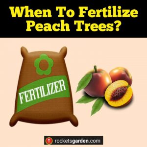 When To Fertilize Peach Trees? – Rockets Garden