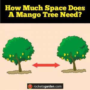 How Much Space Does A Mango Tree Need?