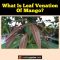 Leaf Venation Of Mango: Unraveling Nature’s Design