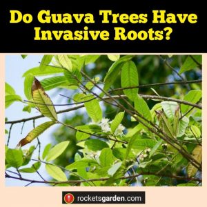 Do Guava Trees Have Invasive Roots? (Understanding the Impact and ...