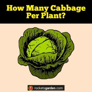 How Many Cabbage Per Plant?