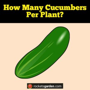 How Many Cucumbers Per Plant?