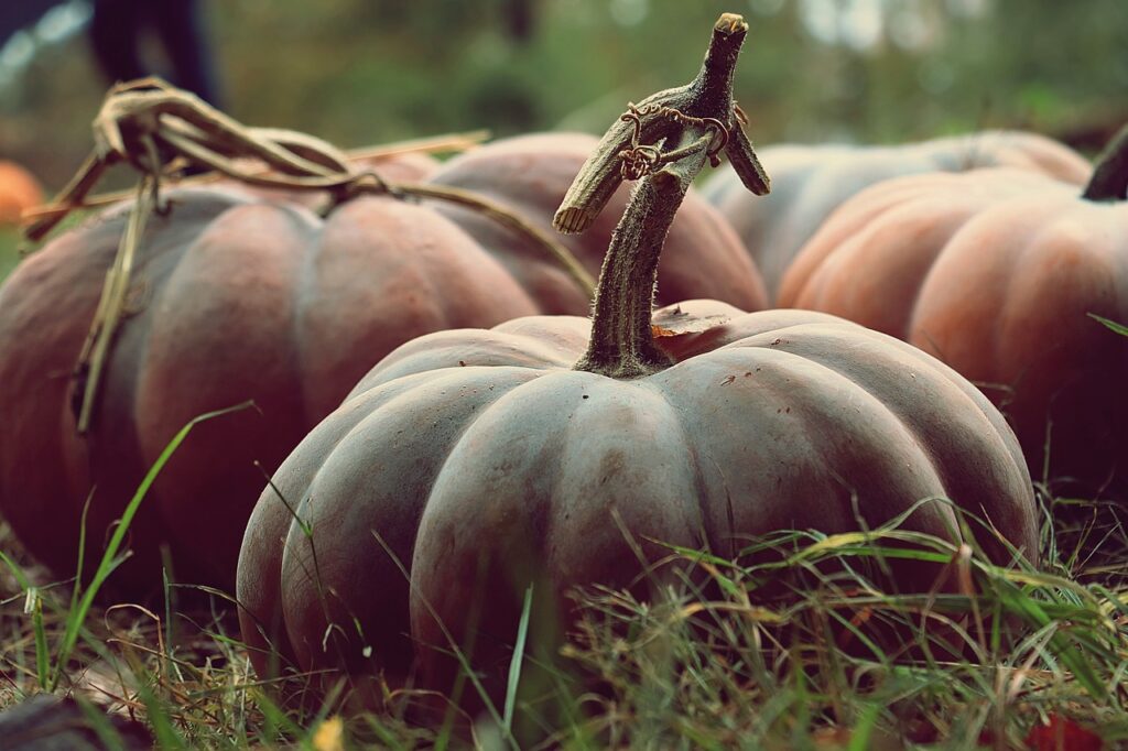 How Many Pumpkins Per Plant?