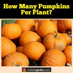 How Many Pumpkins Grow Per Plant? – Rockets Garden
