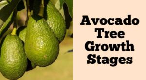 Avocado Tree Growth Stages: How Does It Grow?