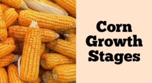 Corn Growth Stages: How Does It Grow? – Rockets Garden