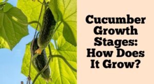 Cucumber Plant Growth Stages: How Does It Grow? – Rockets Garden