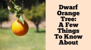 Dwarf Orange Tree: A Few Things To Know About